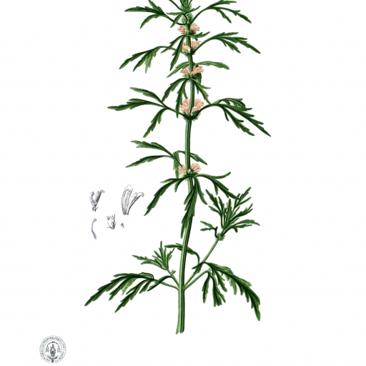 Chinese Motherwort (Leonurus Japonicus) Plant Care & How to Grow, Water