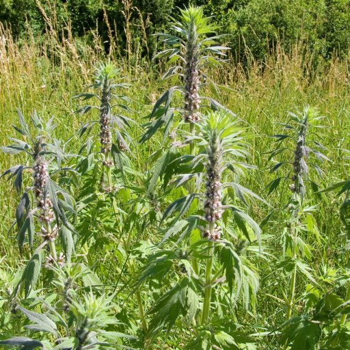 Dead Nettle (Leonurus Quinquelobatus) Plant Care & How to Grow, Water