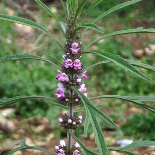 Siberian Motherwort (Leonurus Sibiricus) Plant Care & How to Grow, Water