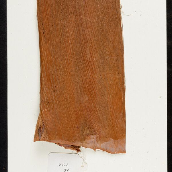 Piassaba (Leopoldinia Piassaba) Plant Care & How to Grow, Water