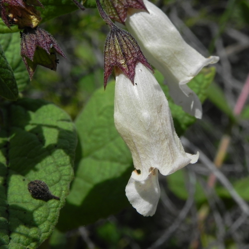 Heart-Leaved Pitcher Sage (Lepechinia Cardiophylla) Plant Care & How to ...