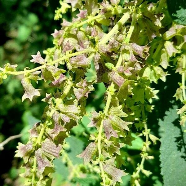 Lepechinia Vesiculosa Plant Care & How to Grow, Water