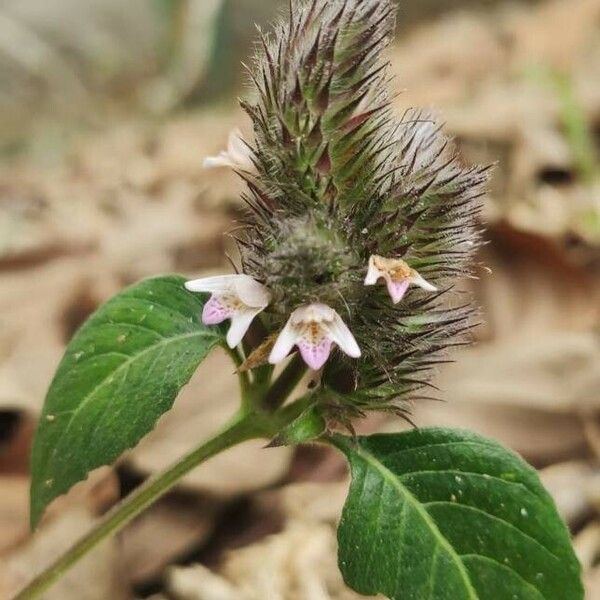 Lepidagathis Incurva Plant Care & How to Grow, Water