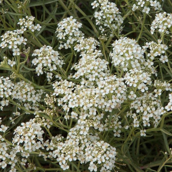 Mesa Pepperwort (Lepidium Alyssoides) Plant Care & How to Grow, Water