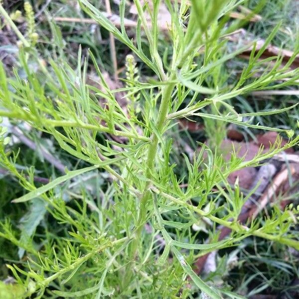 Argentine Pepper Cress (Lepidium Bonariense) Plant Care & How to Grow ...