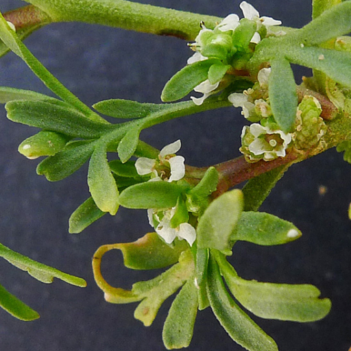 Creeping Wart Cress (Lepidium Coronopus) Care Guide: Water, Soil ...