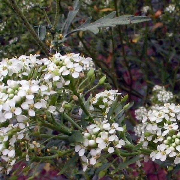 Alkali Pepperweed (Lepidium Crenatum) Plant Care & How to Grow, Water