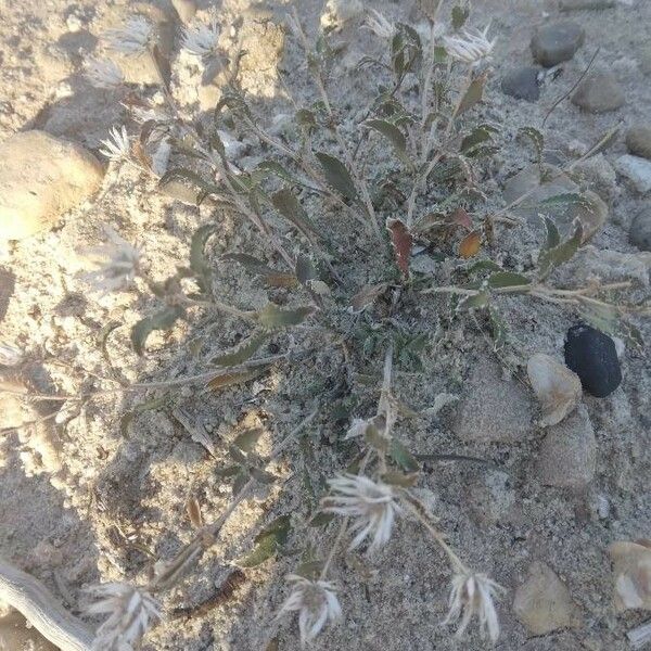 Davis' Pepperwort (Lepidium Davisii) Care Guide: Water, Soil ...