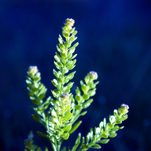 Common Pepperweed (Lepidium Densiflorum) Plant Care & How to Grow, Water