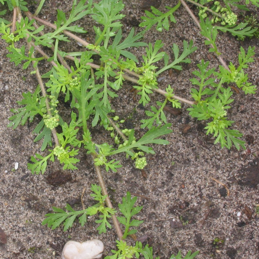 Lesser Swinecress (Lepidium Didymum) Plant Care & How to Grow, Water