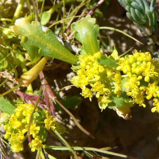 Yellow Pepperwort (Lepidium Flavum) Plant Care & How to Grow, Water
