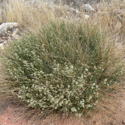 Fremont's Pepperwort (Lepidium Fremontii) Plant Care & How to Grow, Water