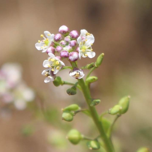 Grassleaf Pepperweed (Lepidium Graminifolium) Plant Care & How to Grow ...