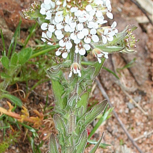 Smith's Pepperwort (Lepidium Heterophyllum) Plant Care & How to Grow, Water