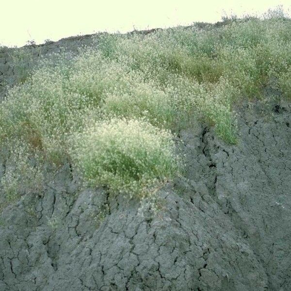 Panoche Pepperweed (Lepidium Jaredii) Plant Care & How to Grow, Water