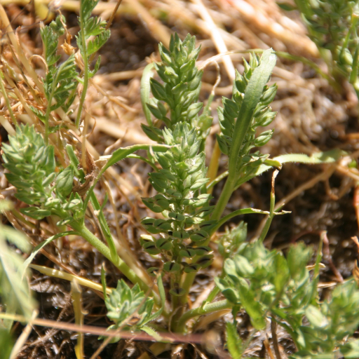 San Diego Pepperweed (Lepidium Latipes) Plant Care & How to Grow, Water