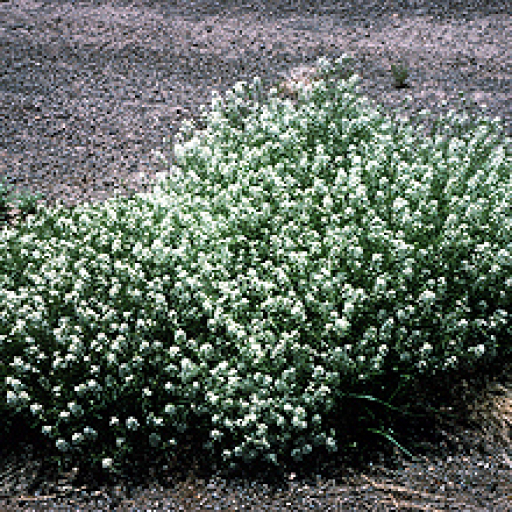 Mountain Pepperplant (Lepidium Montanum) Plant Care & How to Grow, Water