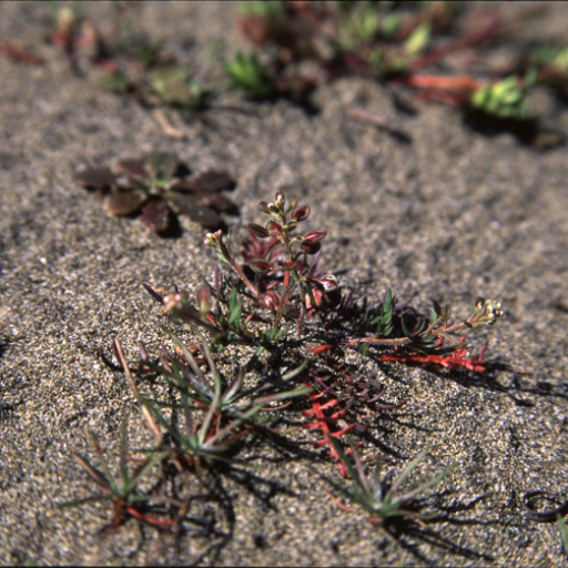 Shining Pepperweed (Lepidium Nitidum) Plant Care & How to Grow, Water