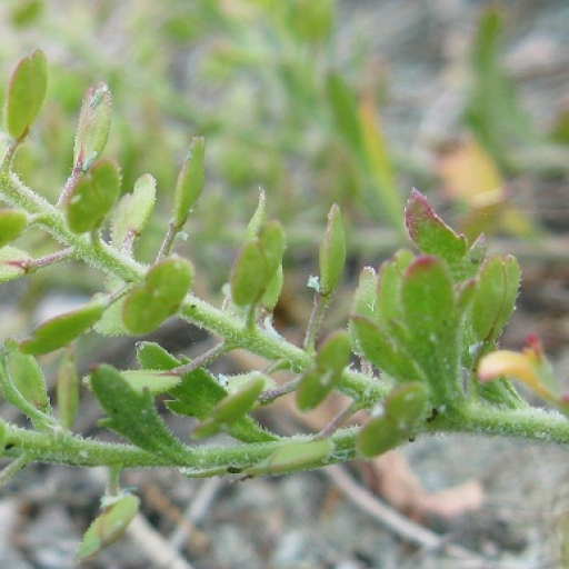 Veiny Pepperweed (Lepidium Oblongum) Plant Care & How to Grow, Water