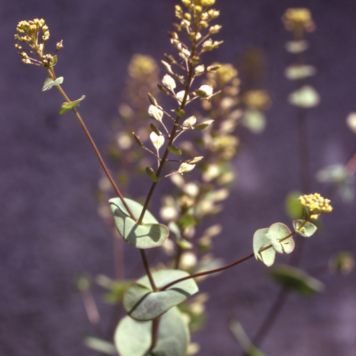 Clasping Pepperweed (Lepidium Perfoliatum) Plant Care & How to Grow, Water