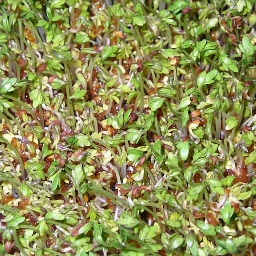 Garden Cress (Lepidium Sativum) Plant Care & How to Grow, Water