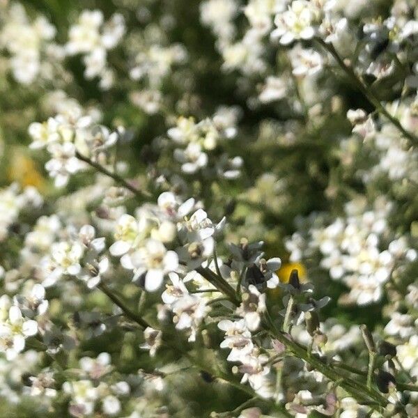 Lepidium Subulatum Plant Care & How to Grow, Water