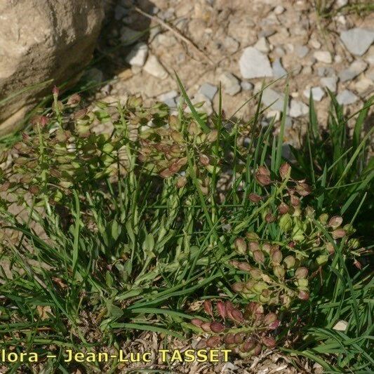 Lepidium (Lepidium Villarsii) Care Guide: Water, Soil & Propagation ...