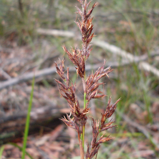 Sandhill Sword-Sedge (Lepidosperma Concavum) Plant Care & How to Grow ...