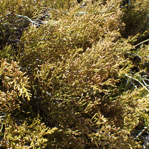 Pygmy Pine (Lepidothamnus Laxifolius) Plant Care & How to Grow, Water
