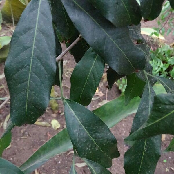 Lepisanthes Senegalensis Plant Care & How to Grow, Water