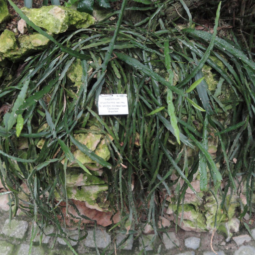 Lepismium Cruciforme Plant Care & How to Grow, Water