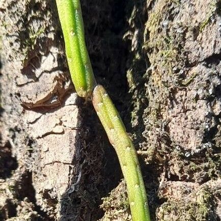 Worm Cactus (Lepismium Lumbricoides) Plant Care & How to Grow, Water