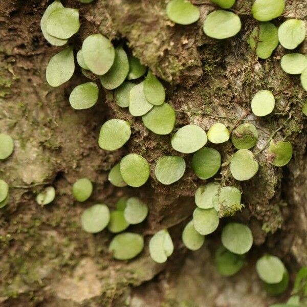 Lepisorus Microphyllus Plant Care & How to Grow, Water