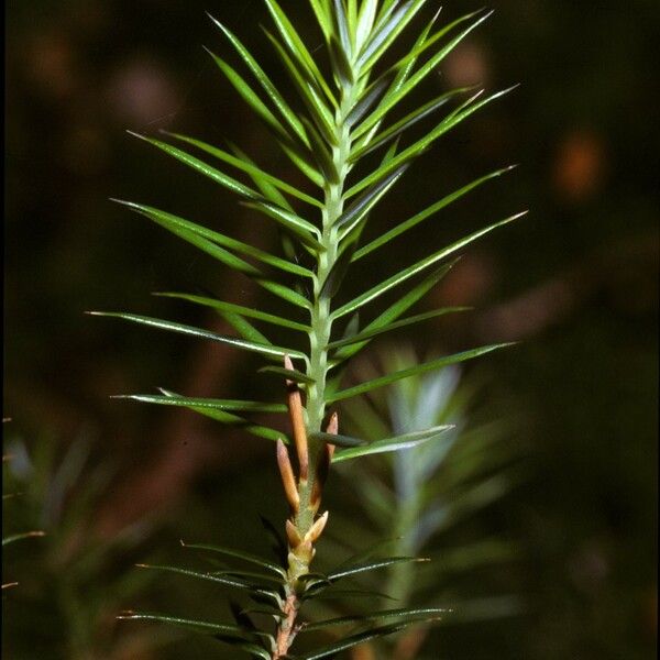 Leptecophylla Abietina Care Guide: Water, Soil & Propagation - Plantiary