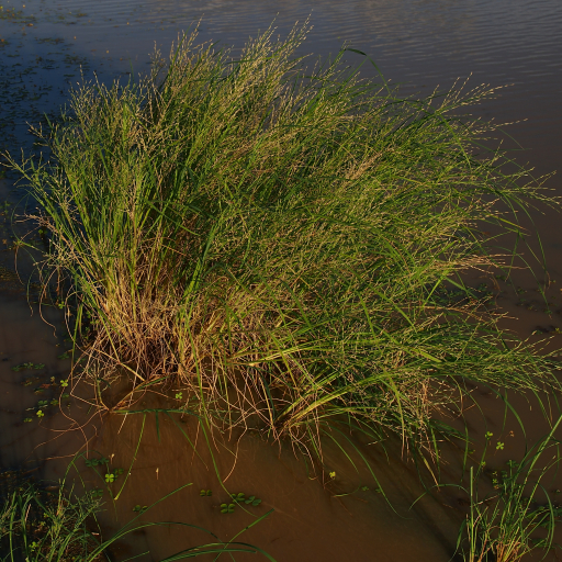 Sprangletop (Leptochloa Fusca) Plant Care & How to Grow, Water