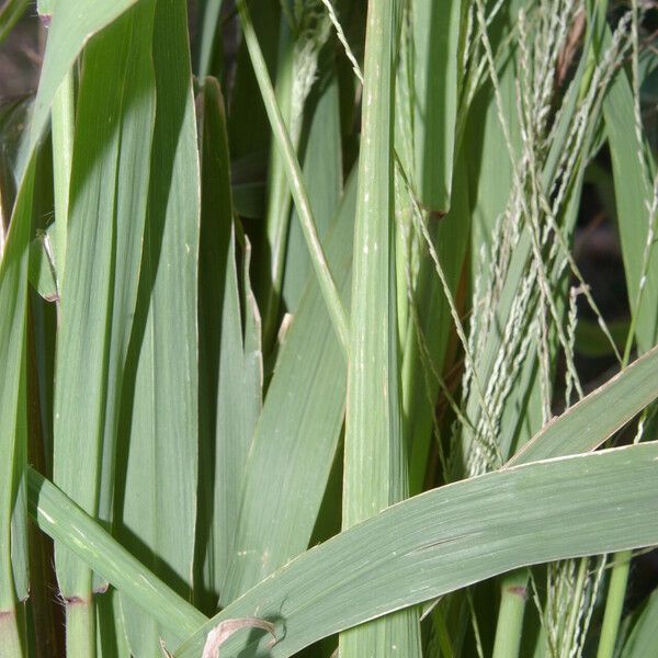 Mucronate Sprangletop (Leptochloa Panicea) Plant Care & How to Grow, Water