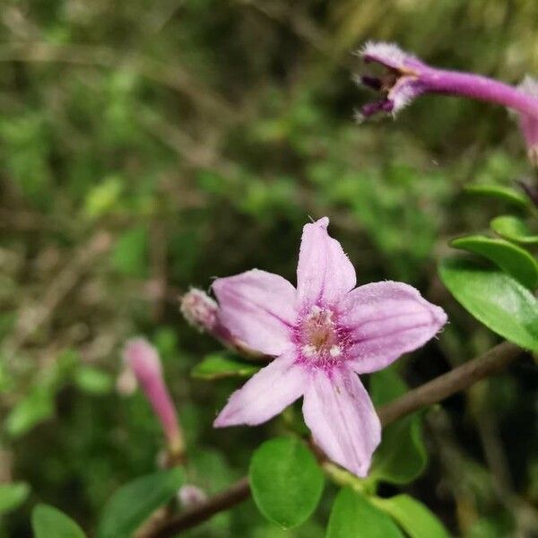 Leptodermis Pilosa Plant Care & How to Grow, Water