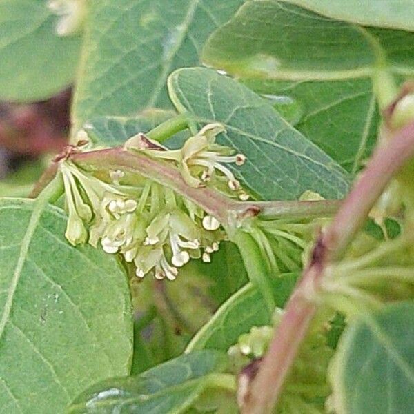 Kennedia Coccinea Plant Care & How to Grow, Water