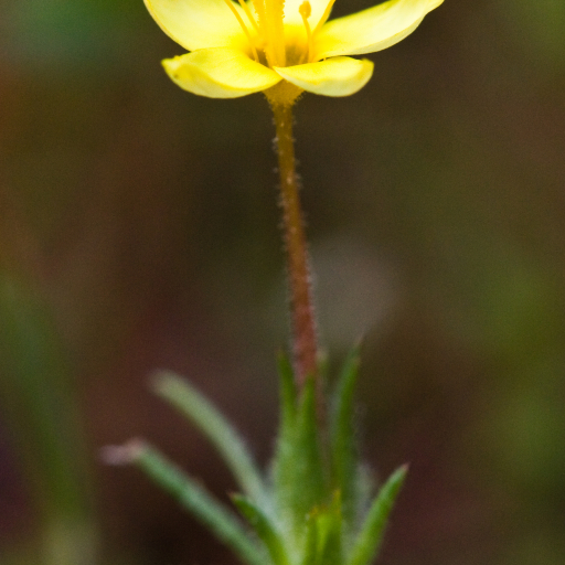 Bristly Linanthus (Leptosiphon Acicularis) Care Guide: Water, Soil ...