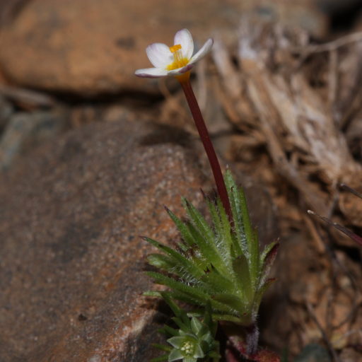 True Babystars (Leptosiphon Bicolor) Plant Care & How to Grow, Water