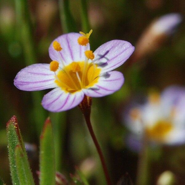 Thread Linanthus (Leptosiphon Filipes) Care Guide: Water, Soil ...