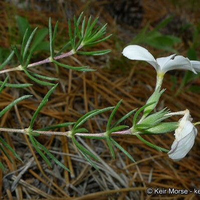 Many-Flowered Linanthus (Leptosiphon Floribundus) Plant Care & How to ...