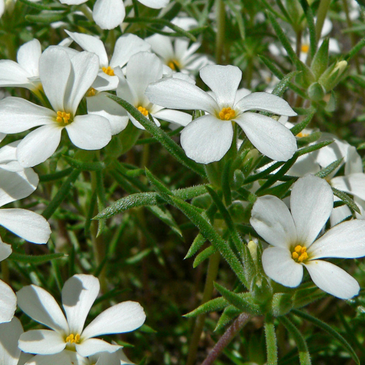 Nuttall's Linanthus (Leptosiphon Nuttallii) Care Guide: Water, Soil ...