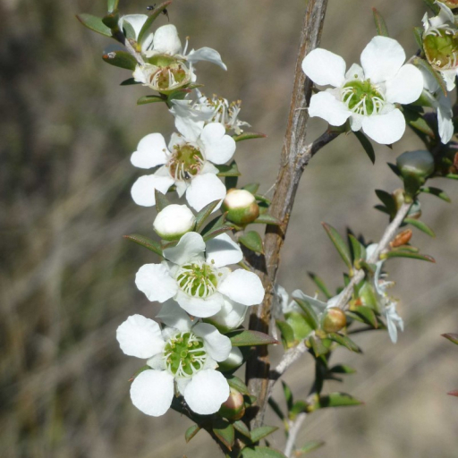 Prickly Tea-Tree (Leptospermum Continentale) Plant Care & How to Grow ...