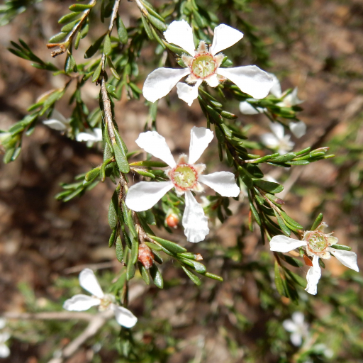 Small-Leaf Tea-Tree (Leptospermum Parvifolium) Plant Care & How to Grow ...