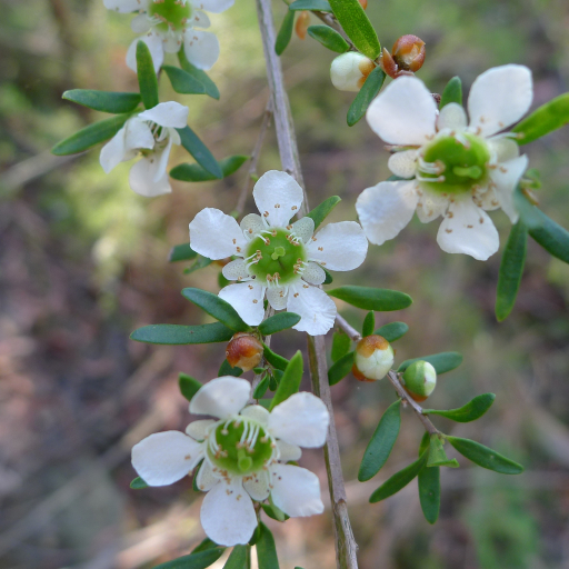 Tantoon (Leptospermum Polygalifolium) Plant Care & How to Grow, Water