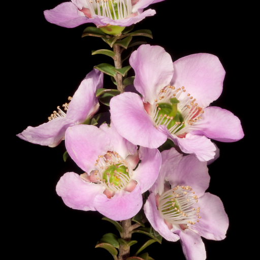 Round-Leaved Tea Tree (Leptospermum Rotundifolium) Plant Care & How to ...
