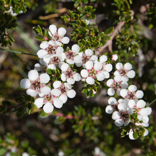 Alpine Tea-Tree (Leptospermum Rupestre) Plant Care & How to Grow, Water