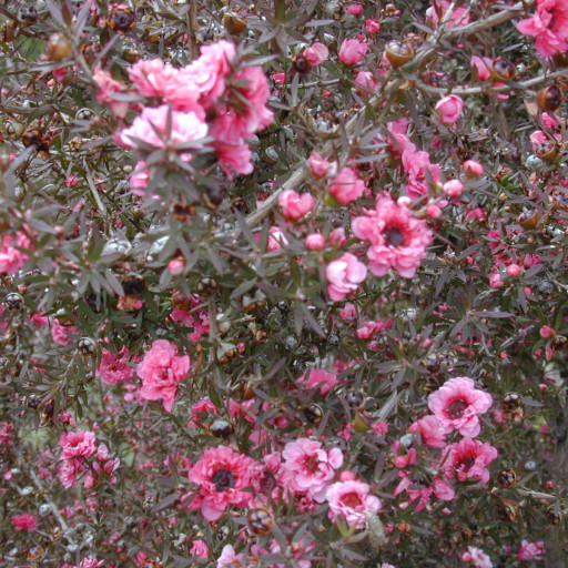 Broom Tea-tree (Leptospermum Scoparium) Plant Care & How to Grow, Water