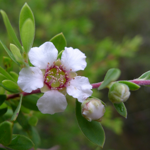 Paperbark Tea Tree (Leptospermum Trinervium) Plant Care & How to Grow ...